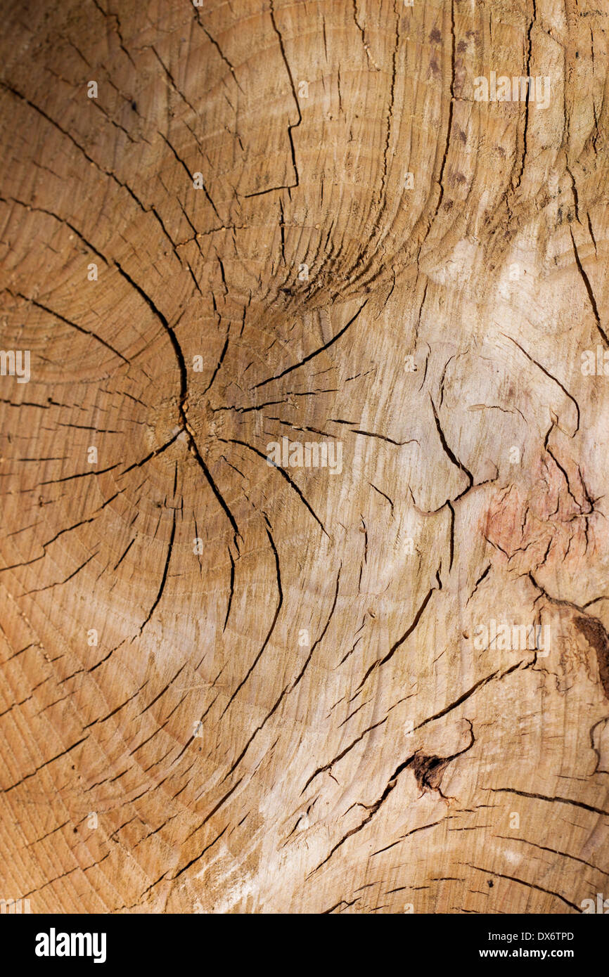 Tree veins hi-res stock photography and images - Alamy