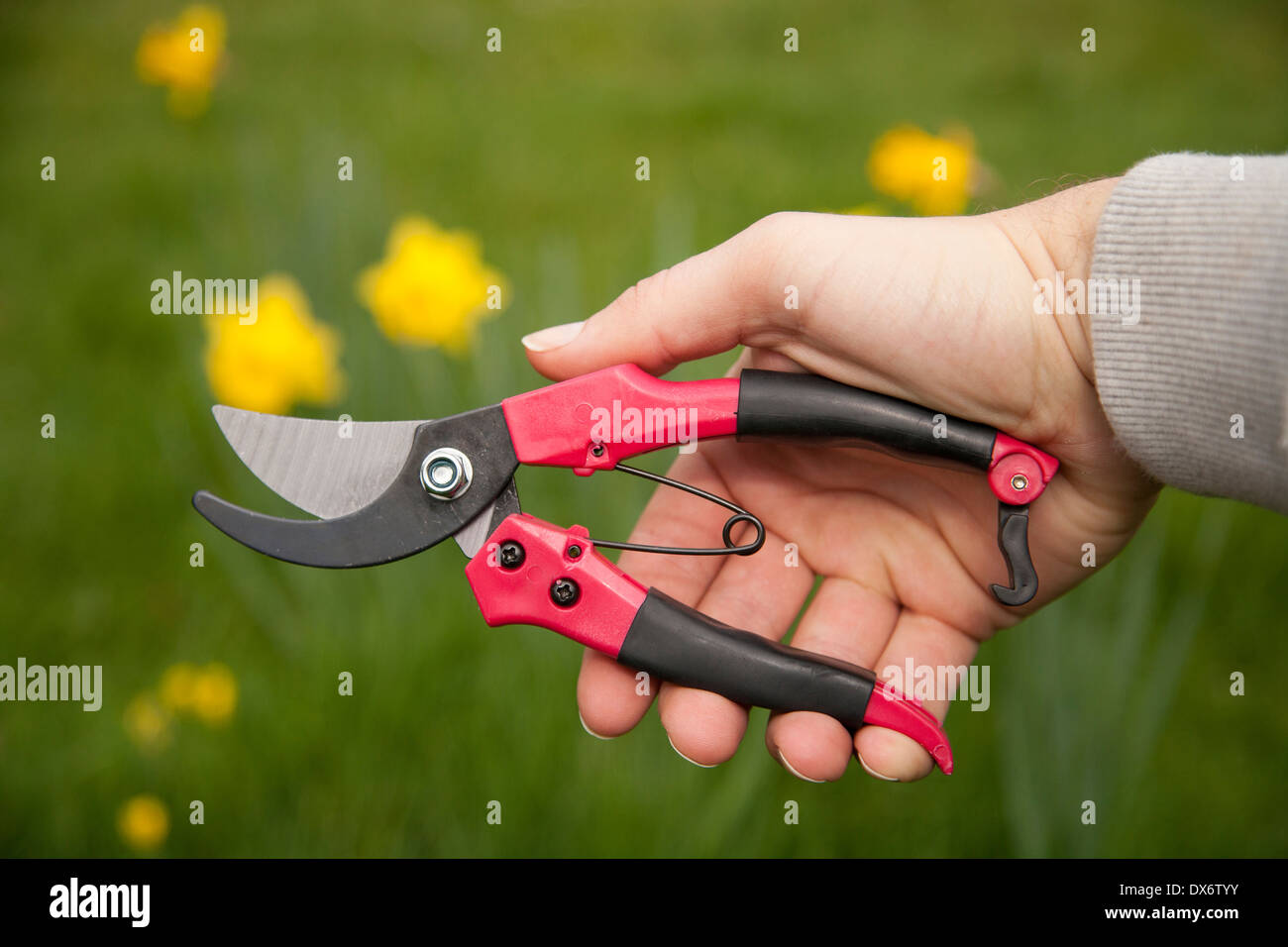 Gardening in spring with secateurs Stock Photo - Alamy