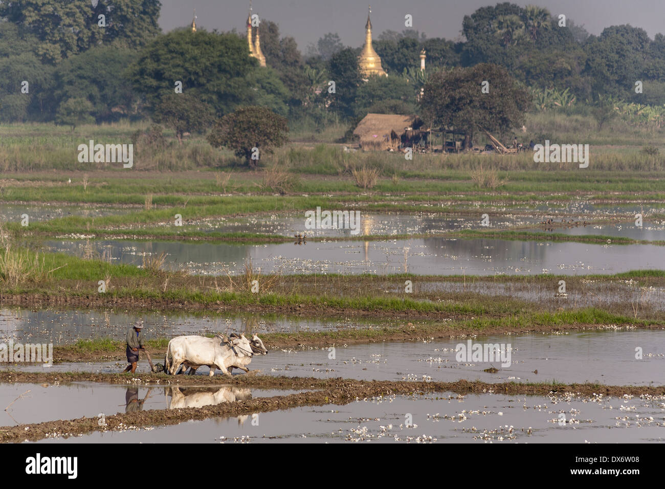 Farmer and oxen ploughing paddy fields, near Mandalay, Myanmar, (Burma ...