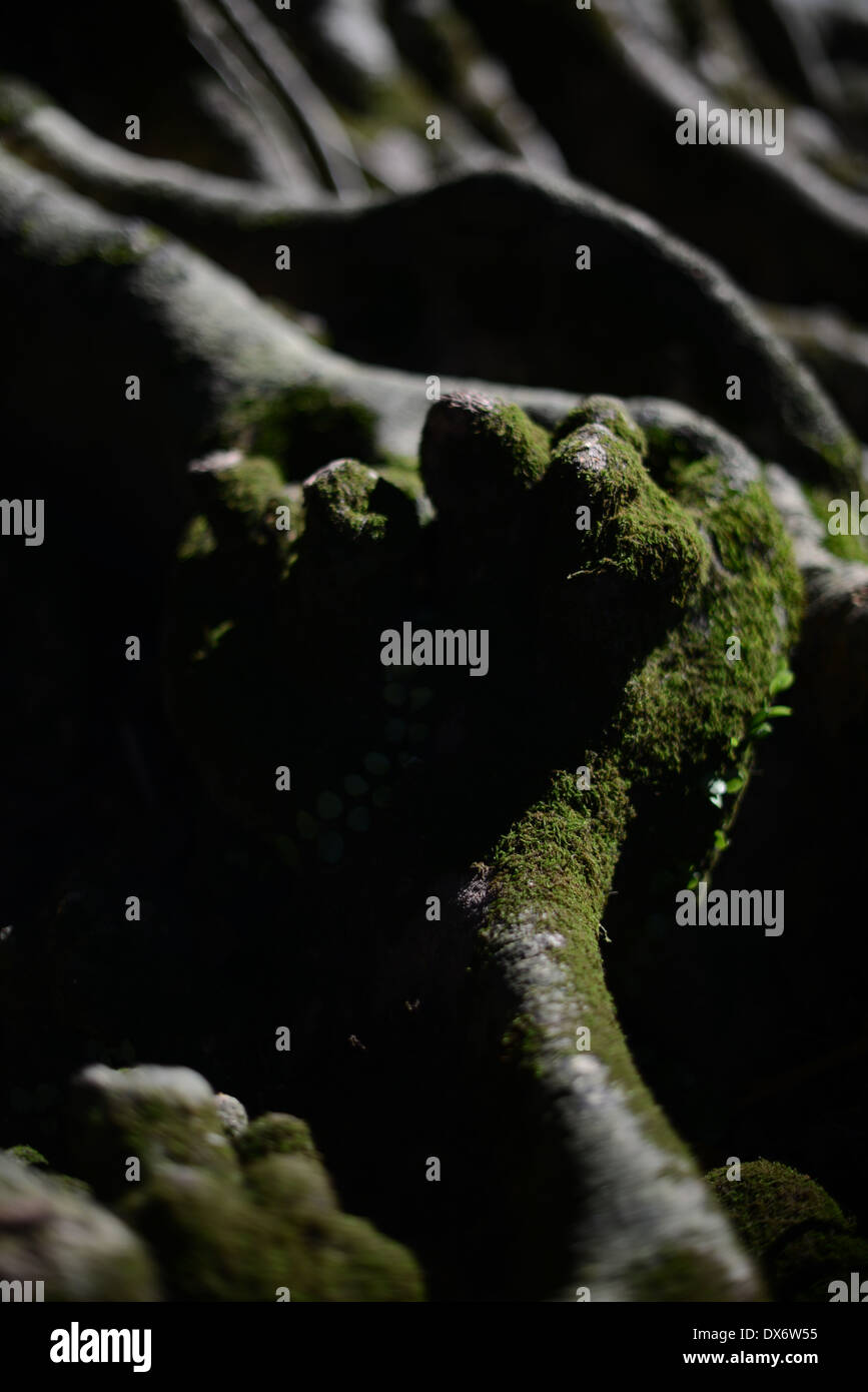 closeup of moss covered tree roots Stock Photo - Alamy