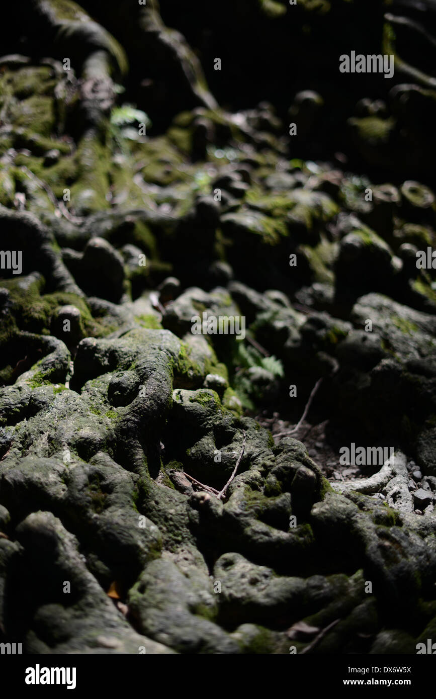 Moss tree roots hi-res stock photography and images - Alamy