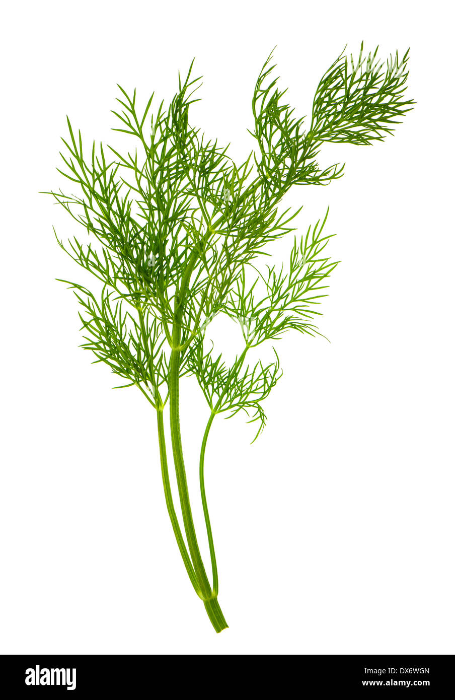 closeup of dill herb leaf isolated on white background. food ingredient ...