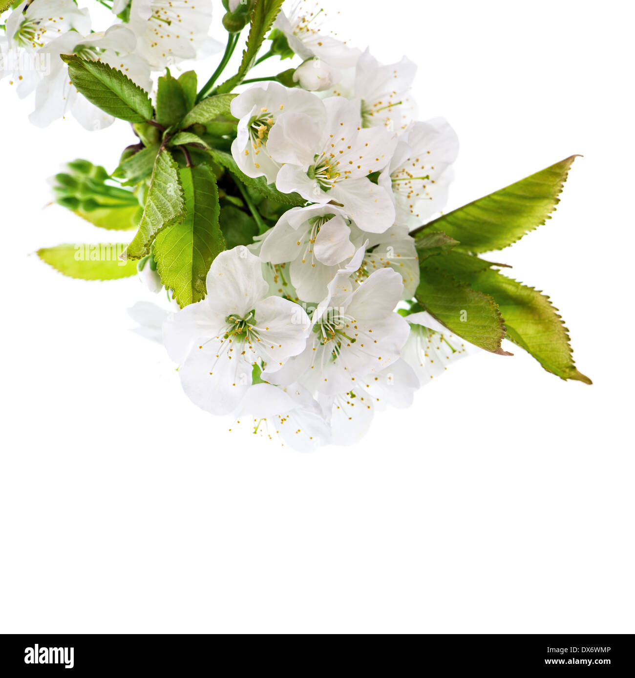 spring blossoms of cherry tree isolated on white background Stock Photo ...