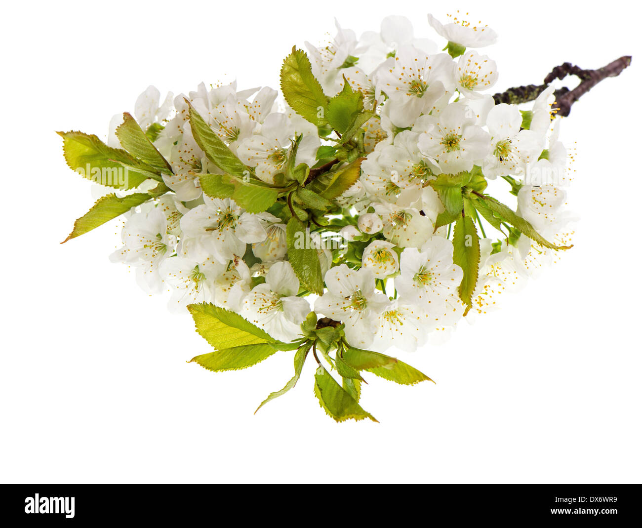 spring blossoms of cherry tree isolated on white background. high ...
