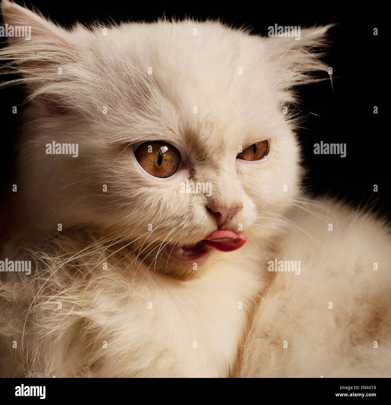 Persian cat funny hi-res stock photography and images - Alamy