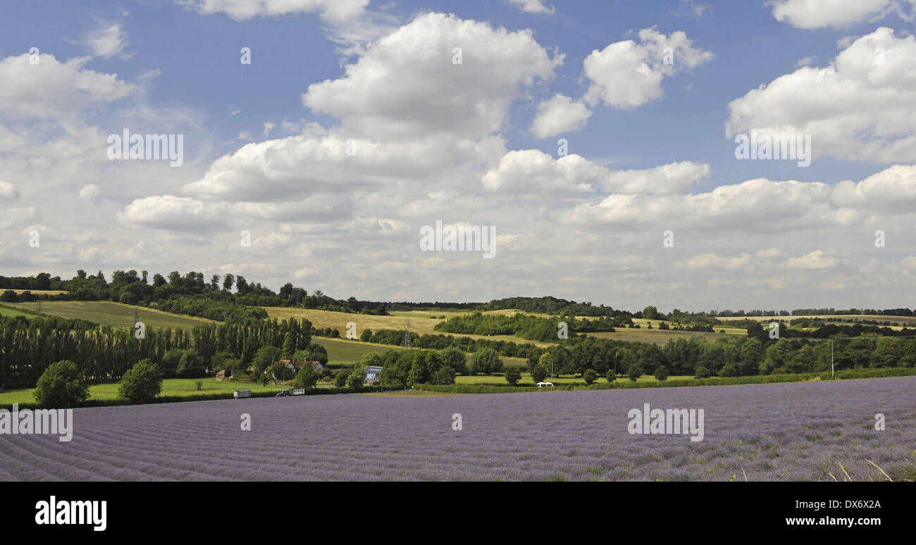 Lavender fields at Castle Farm near Shoreham. Purple aromatic flowers ...