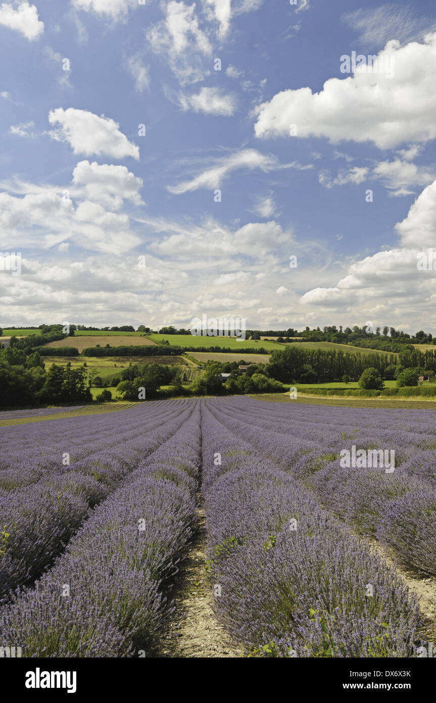 Lavender fields at Castle Farm near Shoreham. Purple aromatic flowers ...