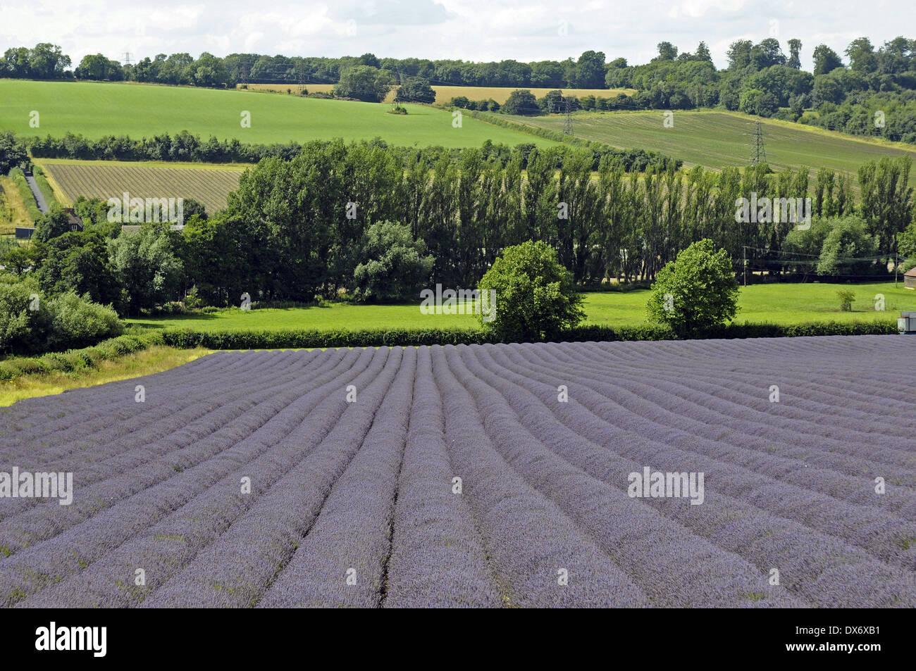 Lavender fields at Castle Farm near Shoreham. Purple aromatic flowers ...
