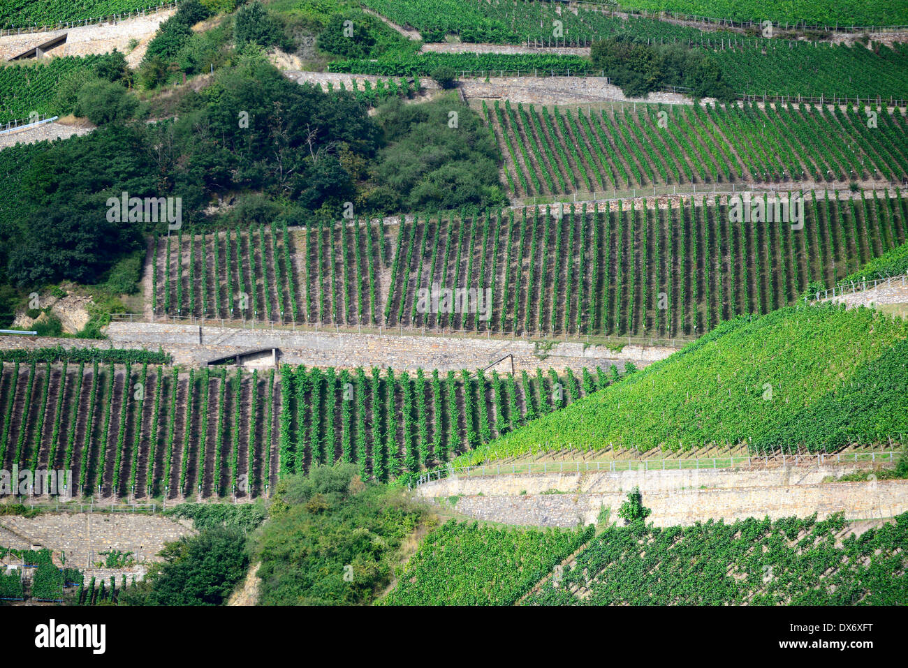 Rhine River Valley Germany Europe Vineyards Wineries Cruise DE Stock ...