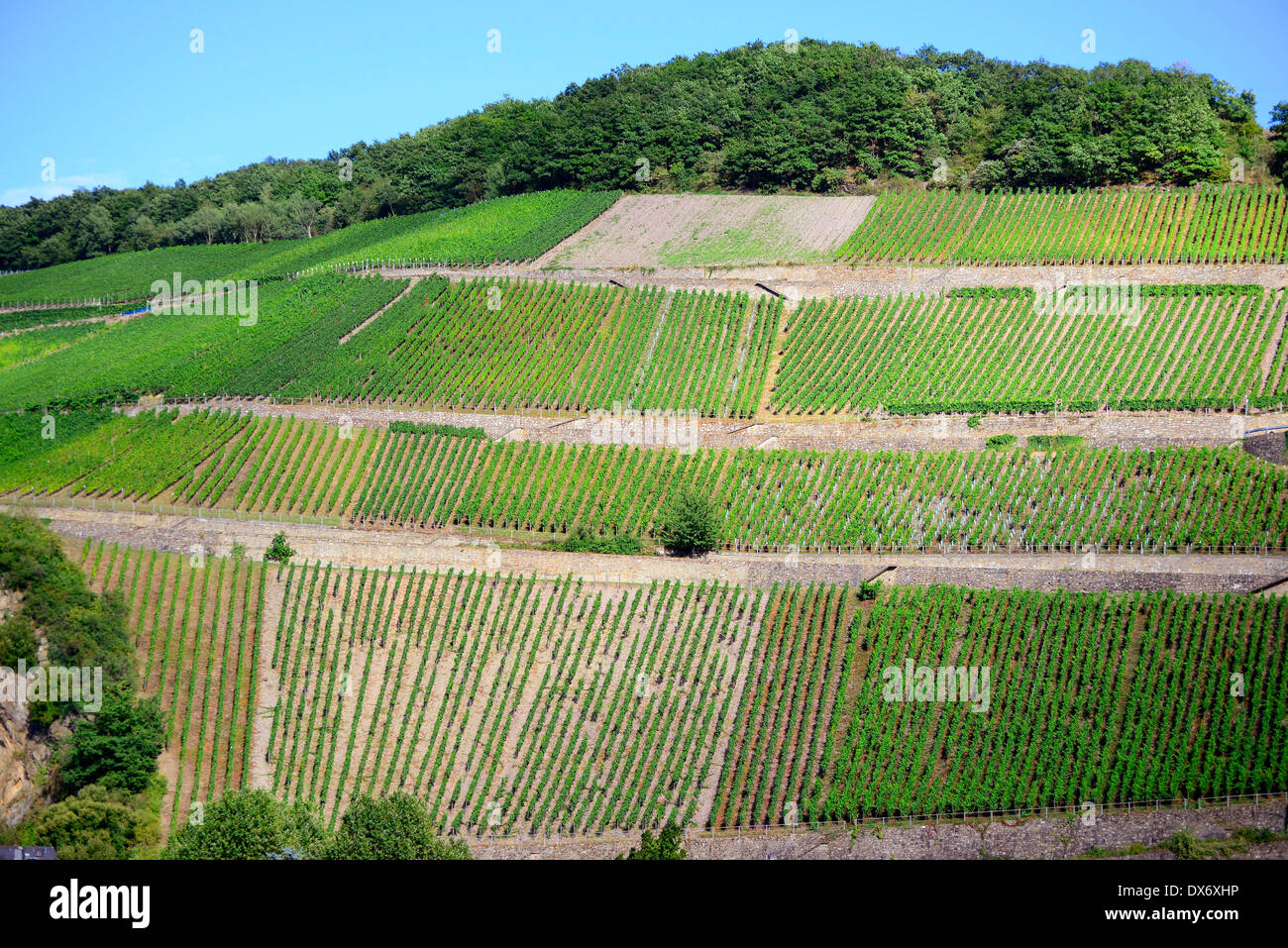 Rhine River Valley Germany Europe Vineyards Wineries Cruise DE Stock ...
