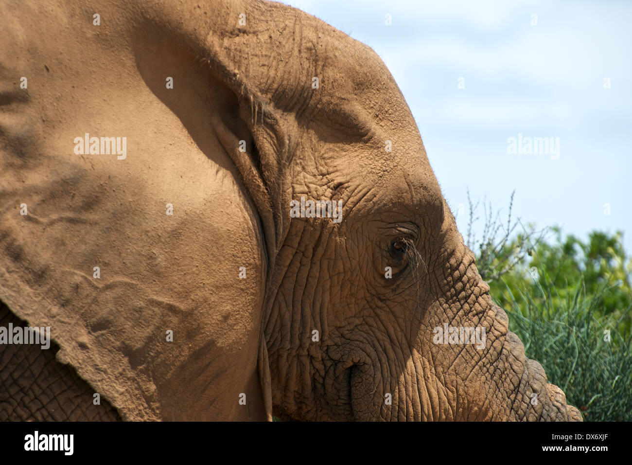 Addo Elephant National Park Stock Photo - Alamy