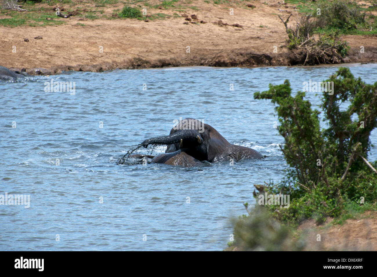Addo elefanten safari hi-res stock photography and images - Alamy