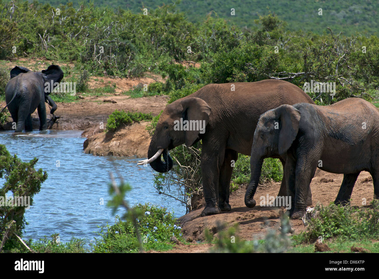 Addo elefanten safari hi-res stock photography and images - Alamy