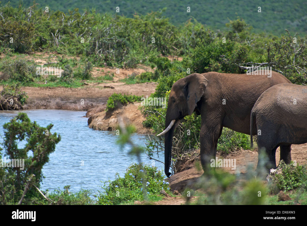 Addo Elephant National Park Stock Photo - Alamy