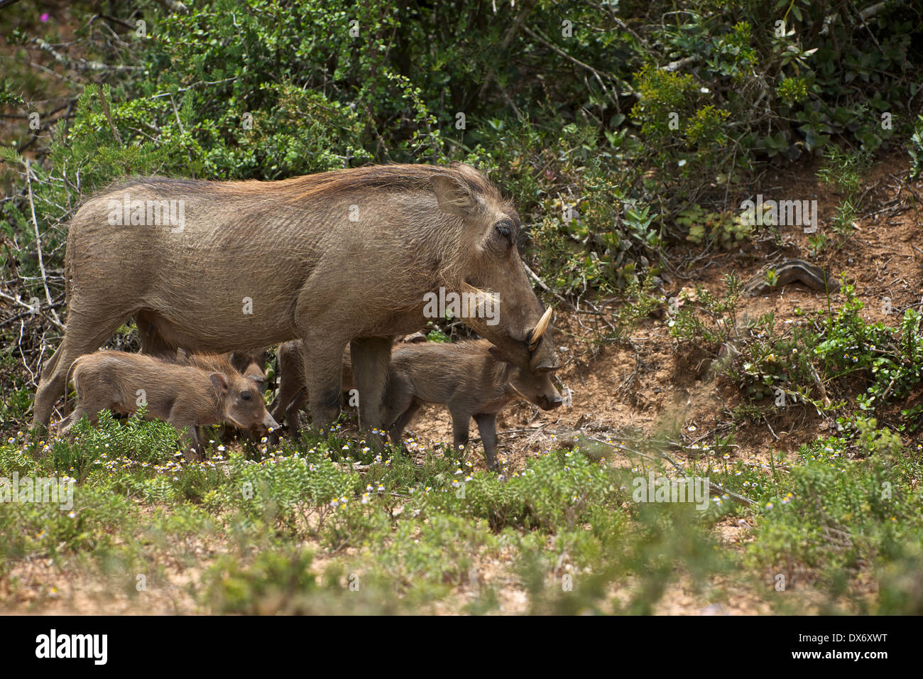Addo elefant park hi-res stock photography and images - Alamy