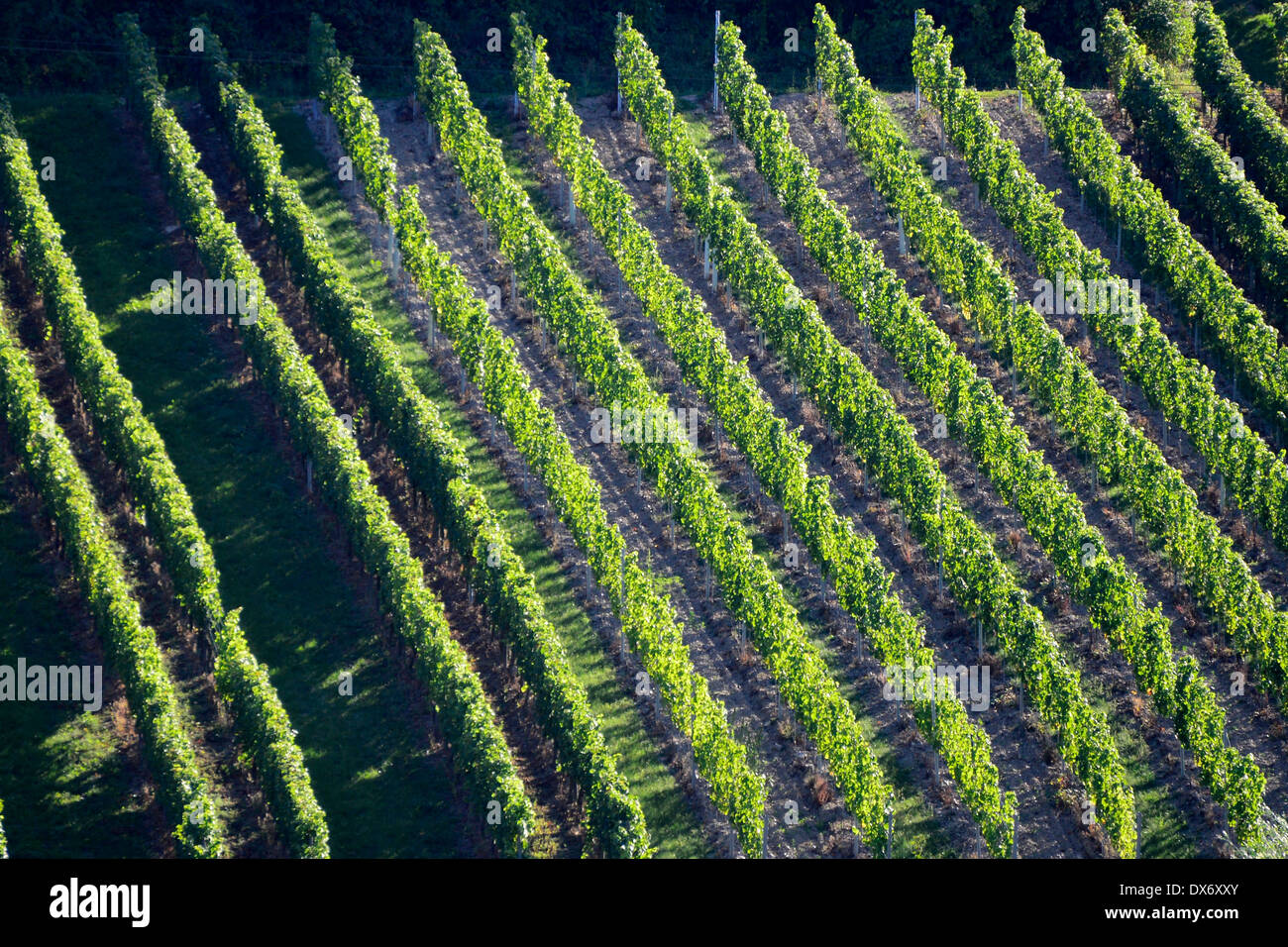 Rhine River Valley Germany Europe Vineyards Wineries Cruise DE Stock ...