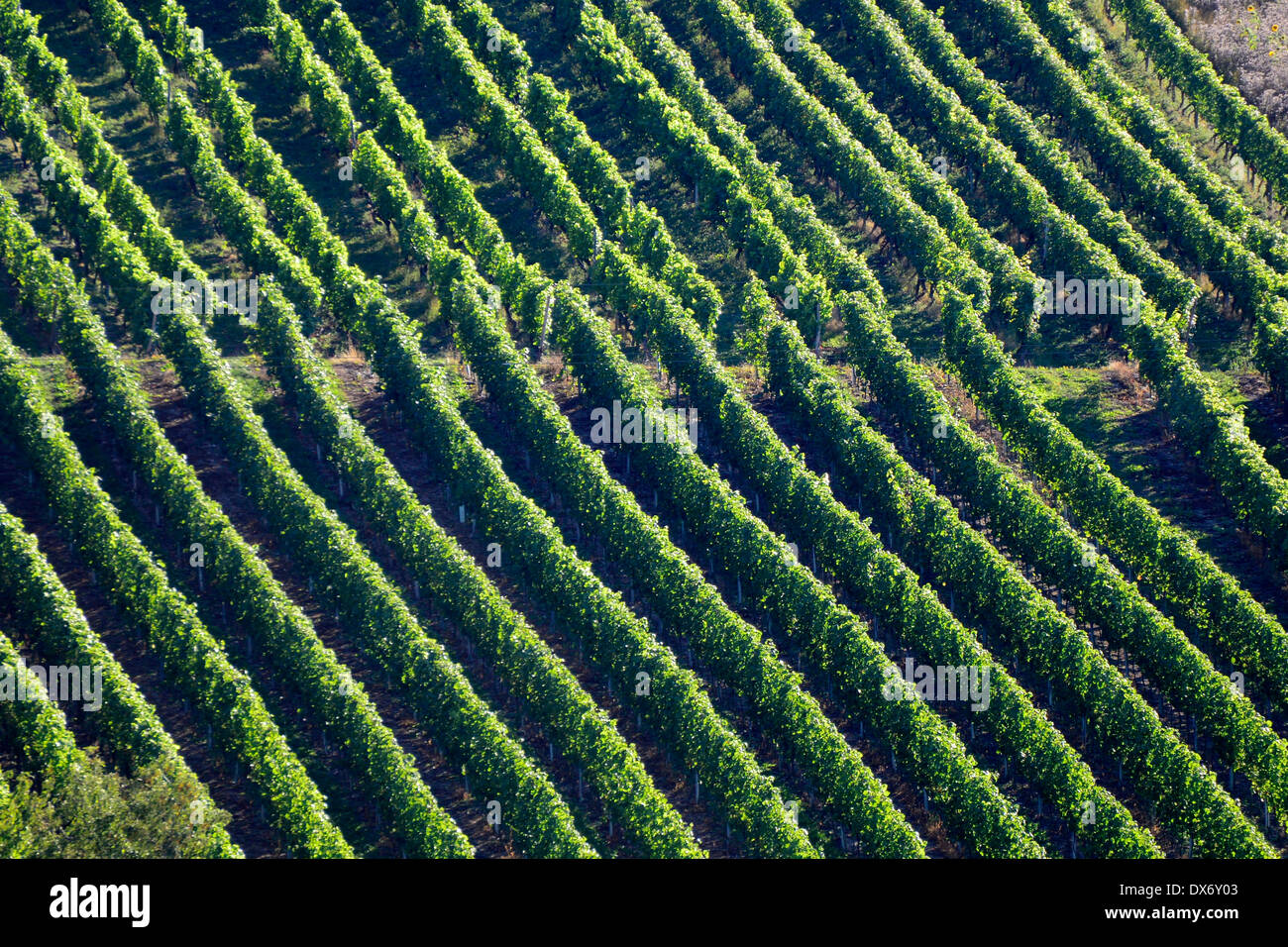 Rhine River Valley Germany Europe Vineyards Wineries Cruise DE Stock ...