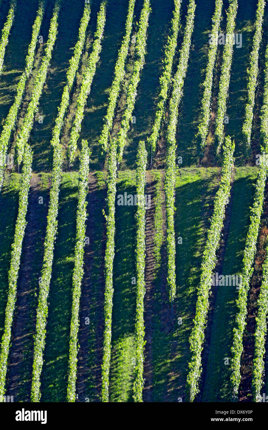 Rhine River Valley Germany Europe Vineyards Wineries Cruise DE Stock ...