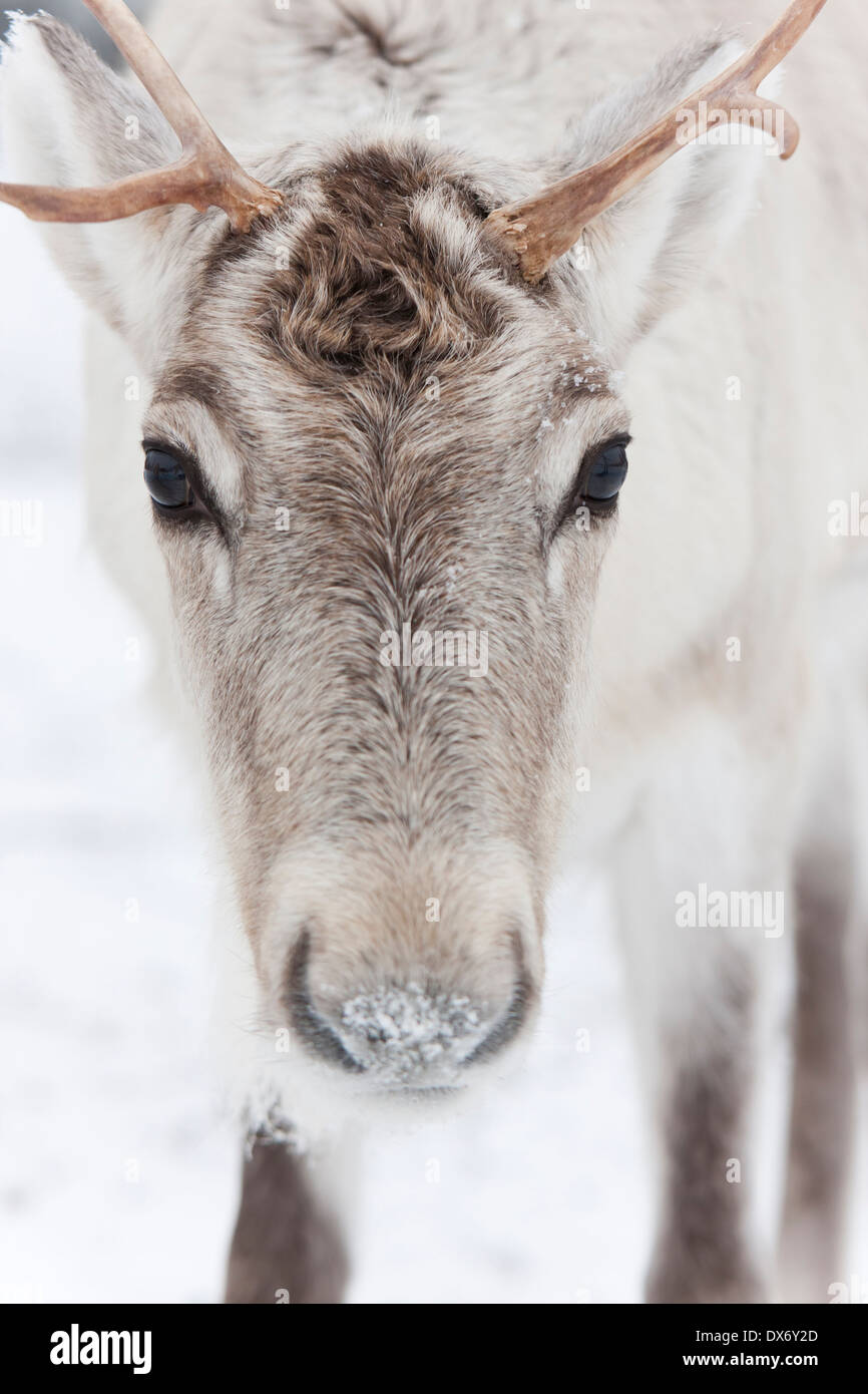 Closeup portrait of a white reindeer Stock Photo - Alamy