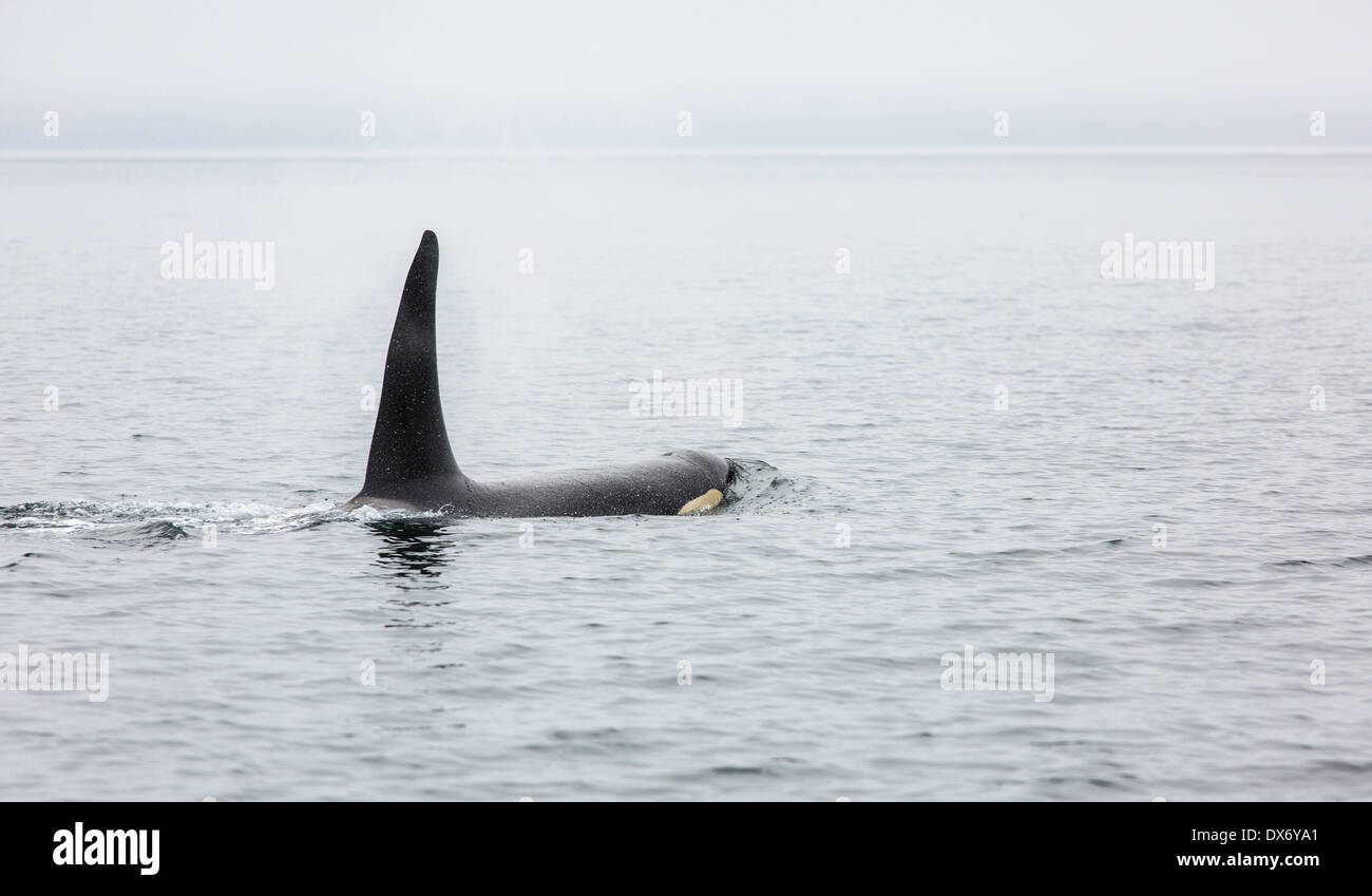A large male Killer Whale (Orca Stock Photo - Alamy