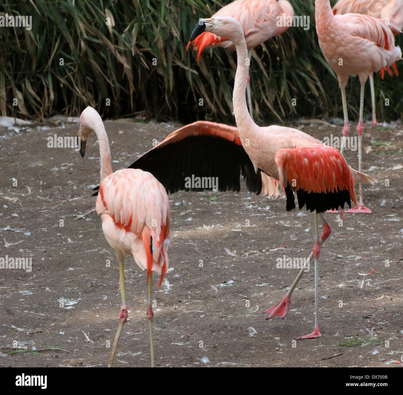 Flamingo Dance High Resolution Stock Photography and Images - Alamy