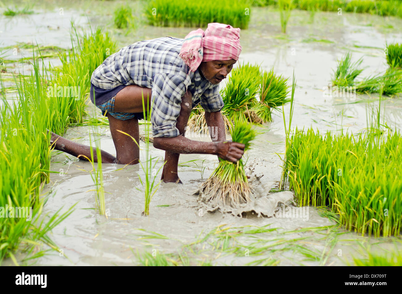 Rice planting hi-res stock photography and images - Alamy