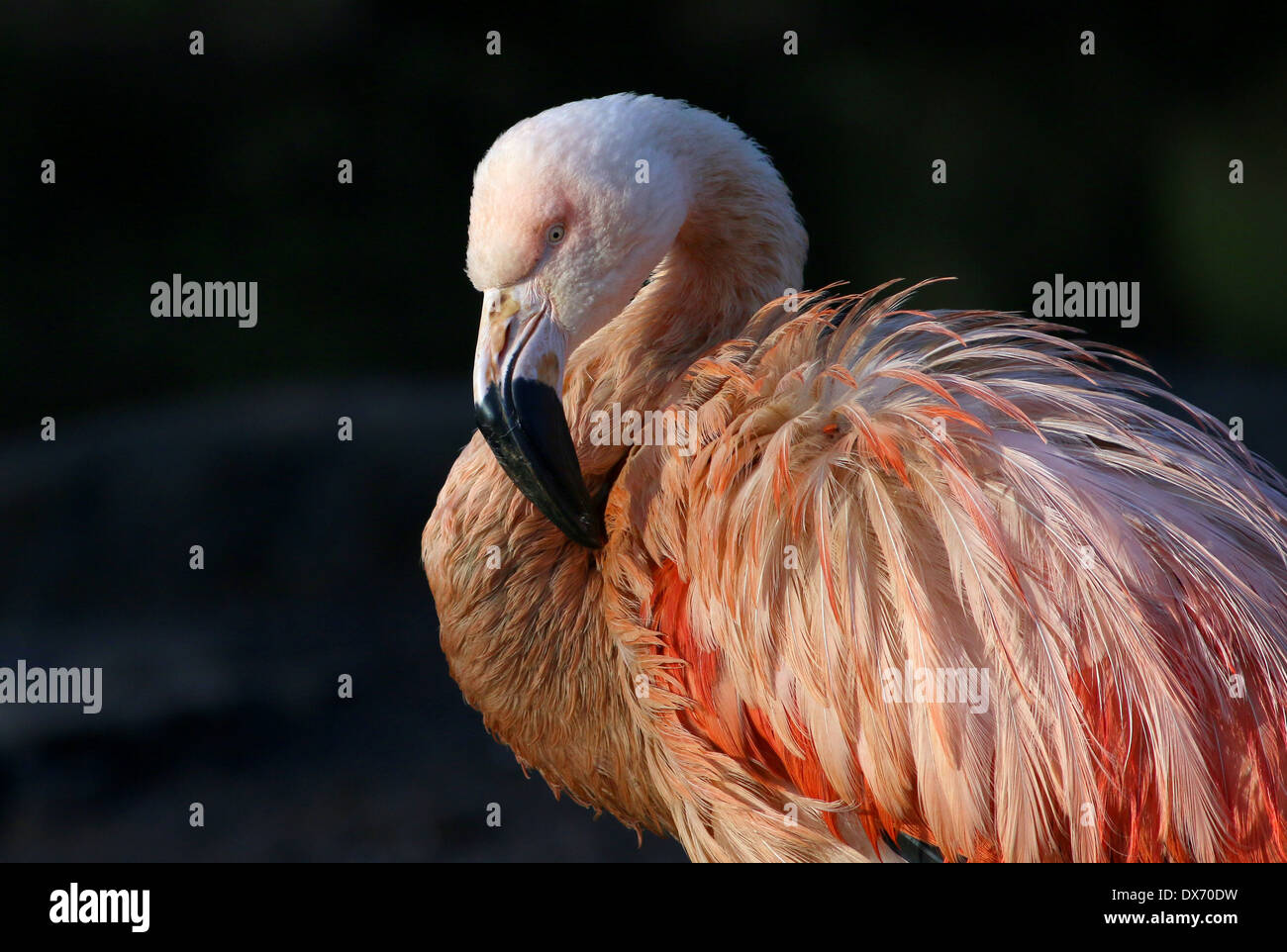 Flamingo preens feathers hi-res stock photography and images - Alamy