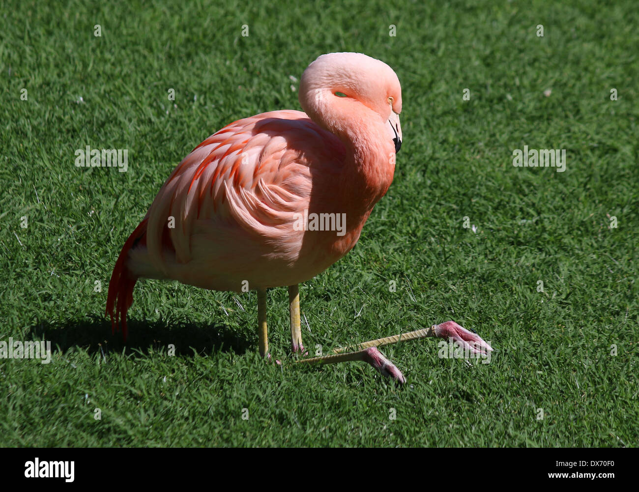 Phoenicopterus rosa hi-res stock photography and images - Alamy