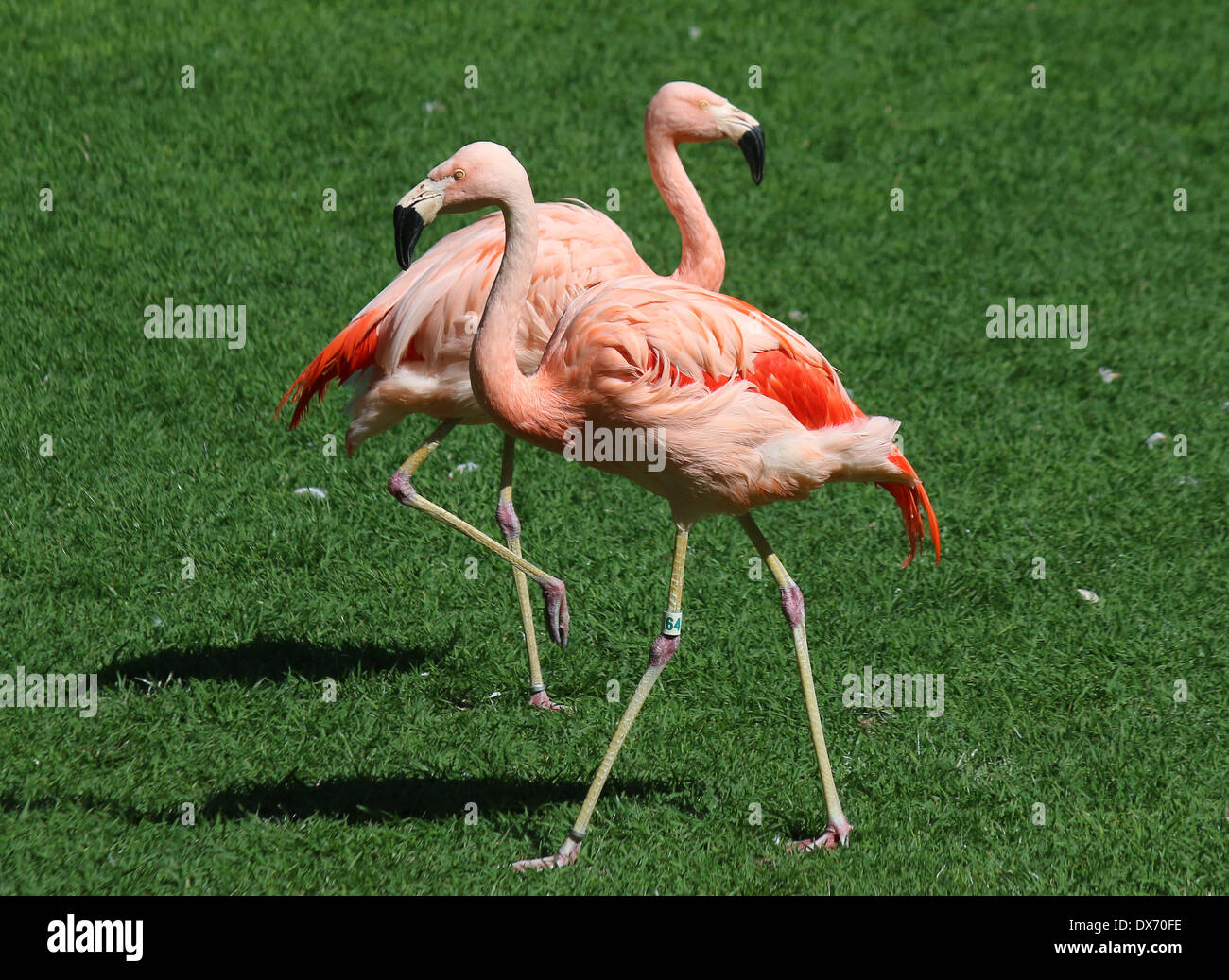 Two pink flamingos walking hi-res stock photography and images - Alamy