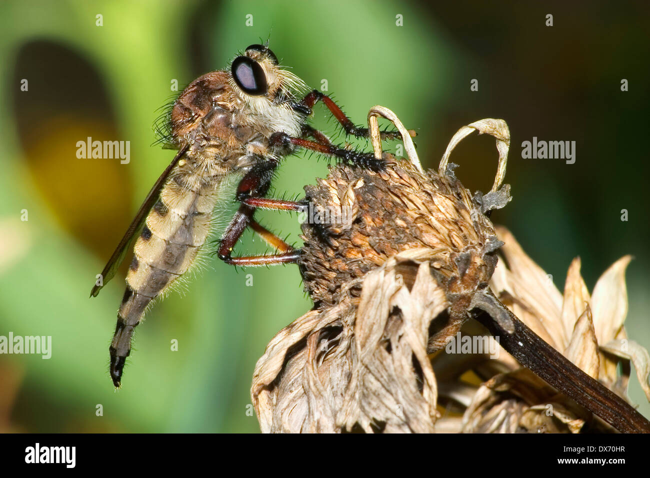 A Very Big And Scary Insect, The Robber Fly, Efferia, Southwestern Ohio ...