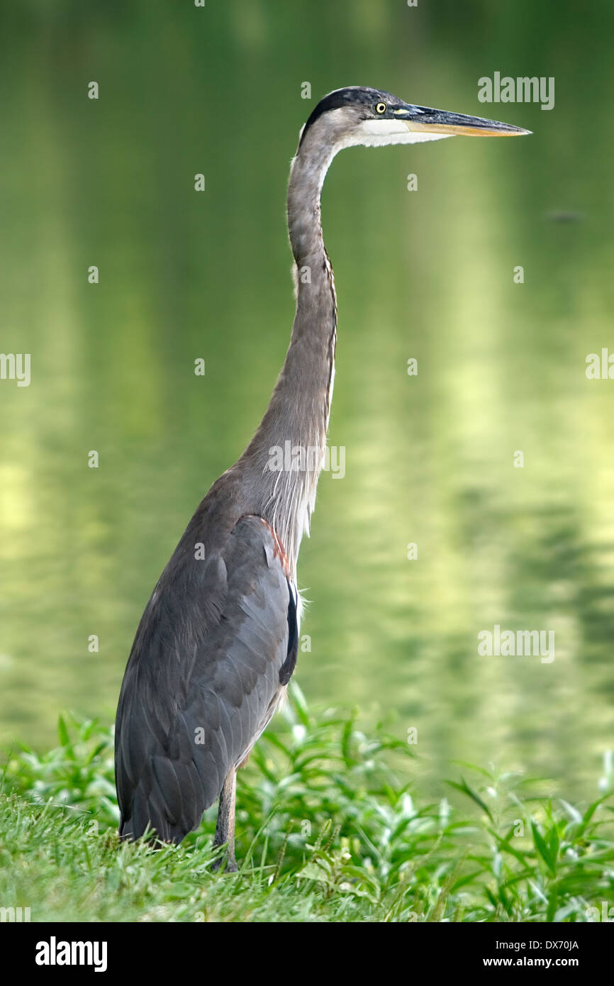A Large Bird, The Great Blue Heron, Standing In The Grass By A Lake ...