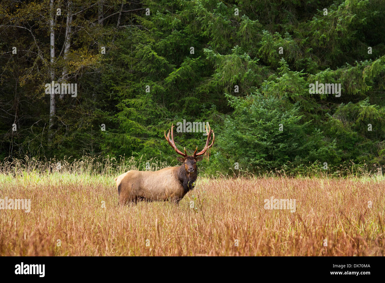Grassy clearing hi-res stock photography and images - Alamy