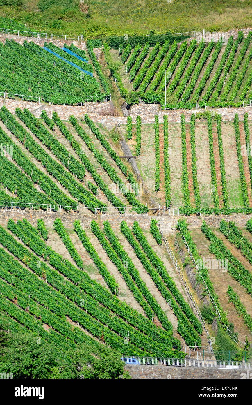 Rhine River Valley Germany Europe Vineyards Wineries Cruise DE Stock ...