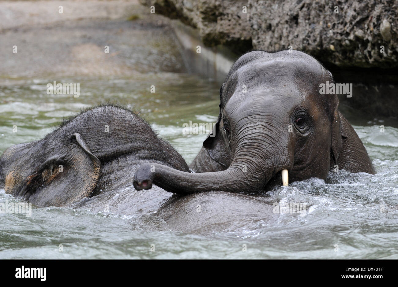 Munich, Germany. 19th Mar, 2014. Baby elephant Ludwig (R) plays in the ...