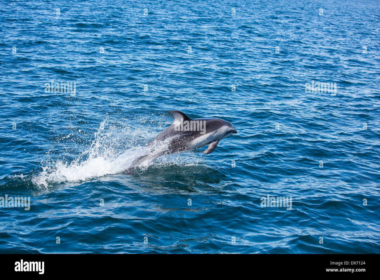 A pacific white-sided dolphin jumps out of the water in Queen Charlotte ...