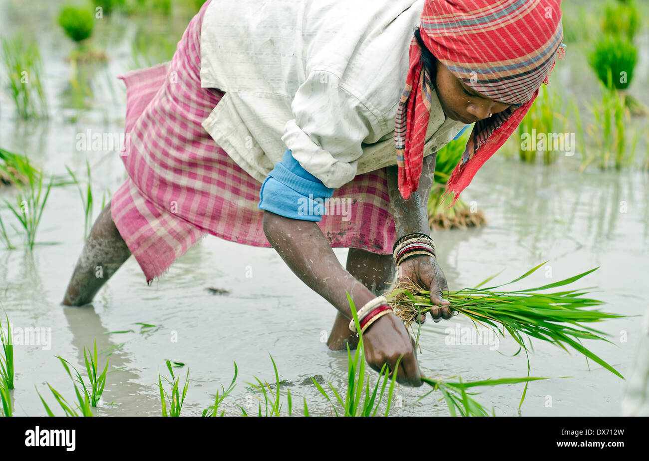 Rice Planting Stock Photos & Rice Planting Stock Images - Alamy