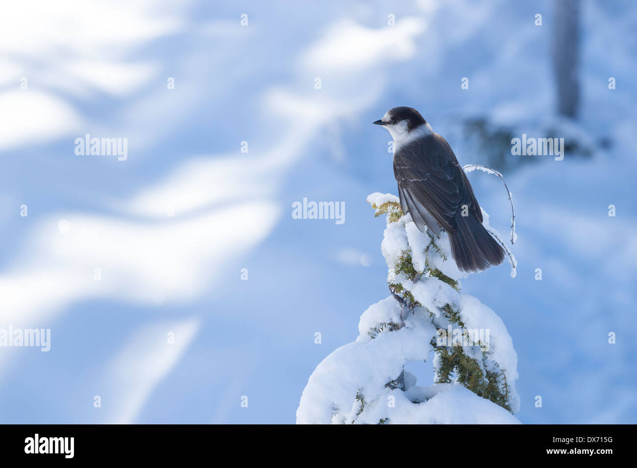 Gray jay and canada hi-res stock photography and images - Alamy