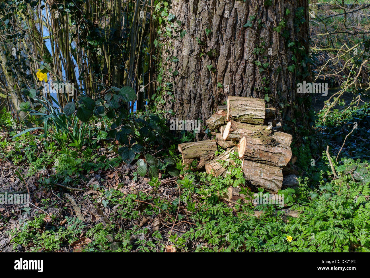 Logs left to dry out for next winters fuel, in a local forest "North ...