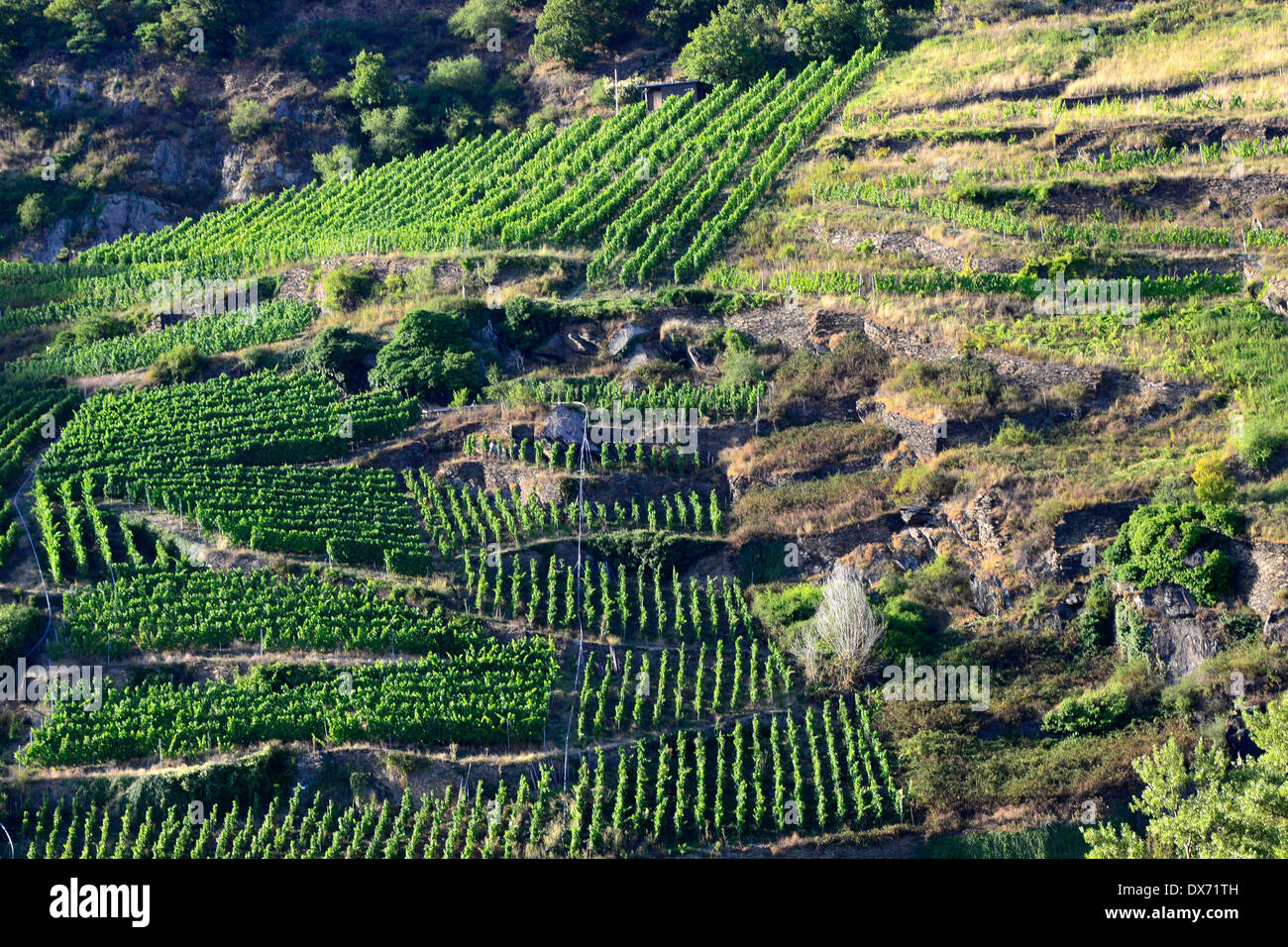 Rhine River Valley Germany Europe Vineyards Wineries Cruise DE Stock ...