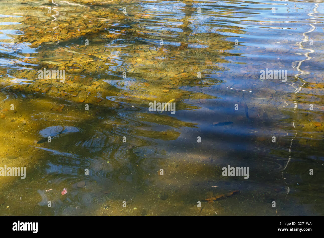 trout floating in a transparent pond Stock Photo - Alamy
