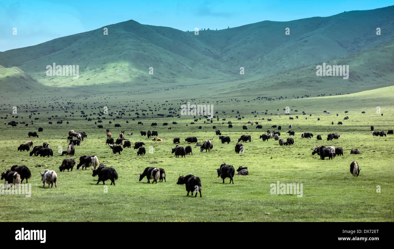 Tibetan cow hi-res stock photography and images - Alamy