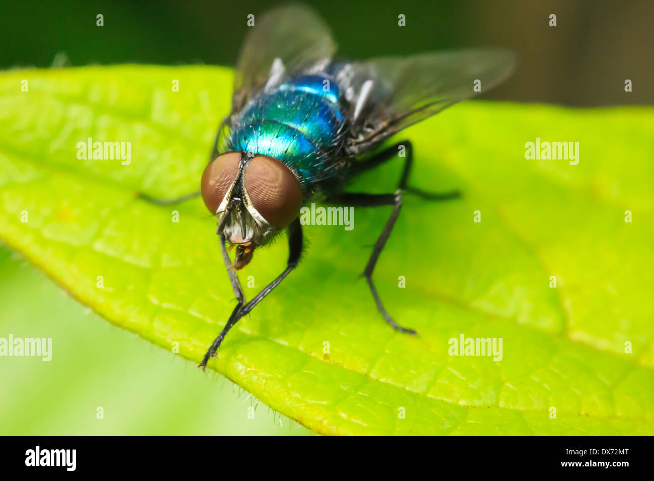 A fly cleans itself on a leaf Stock Photo - Alamy