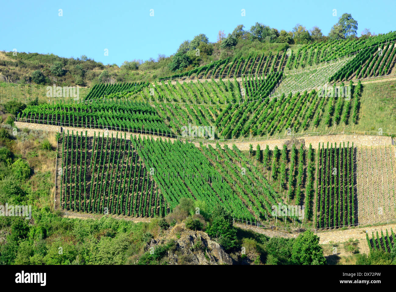 Rhine River Valley Germany Europe Vineyards Wineries Cruise DE Stock ...