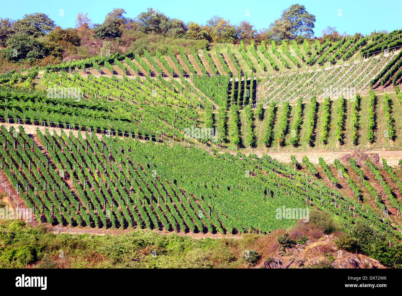 Rhine River Valley Germany Europe Vineyards Wineries Cruise DE Stock ...