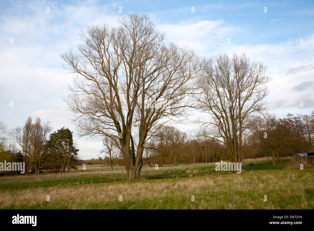 Willow trees in winter hi-res stock photography and images - Alamy