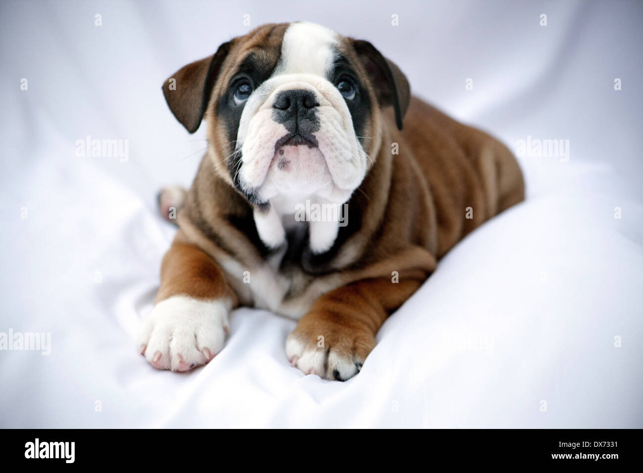 British bulldog puppy Stock Photo - Alamy