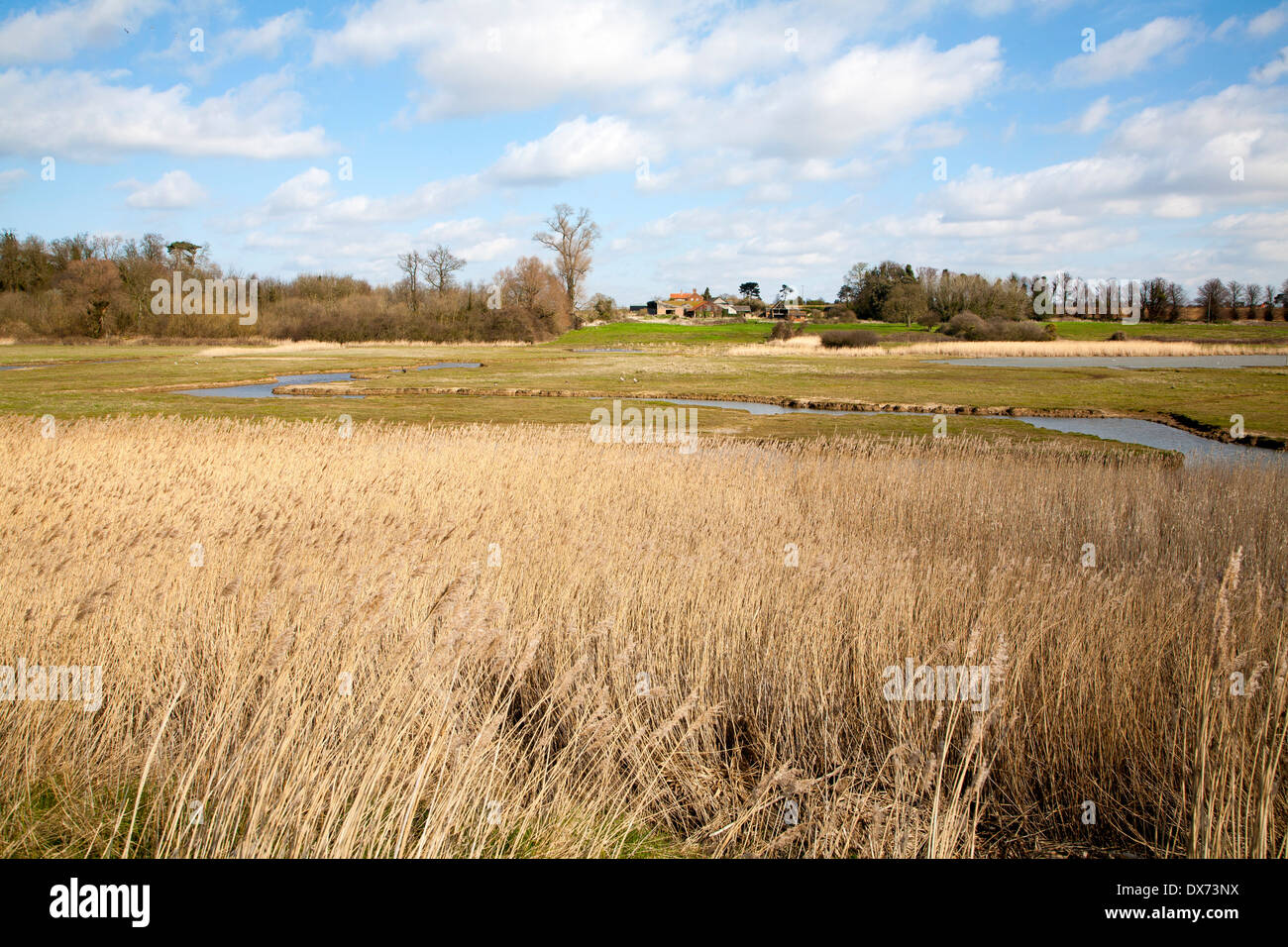 Winter landscape over marshland habitat River Deben valley, Ramsholt ...