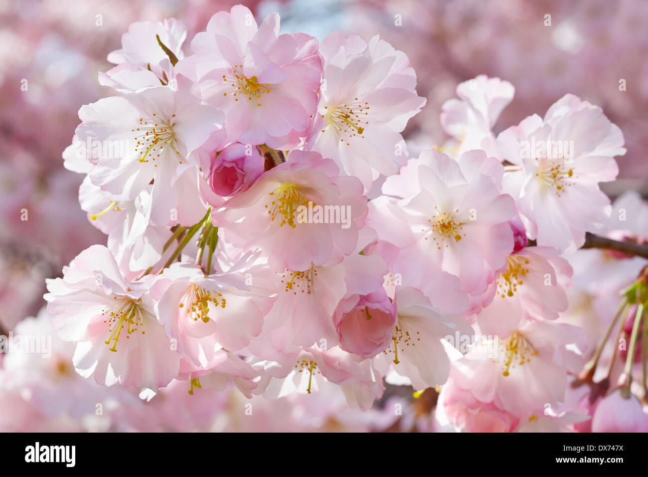Spring background with pink blossom Stock Photo - Alamy