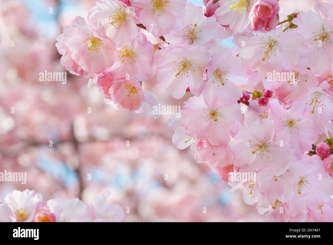 Spring flowers border on background with pink blossom Stock Photo - Alamy