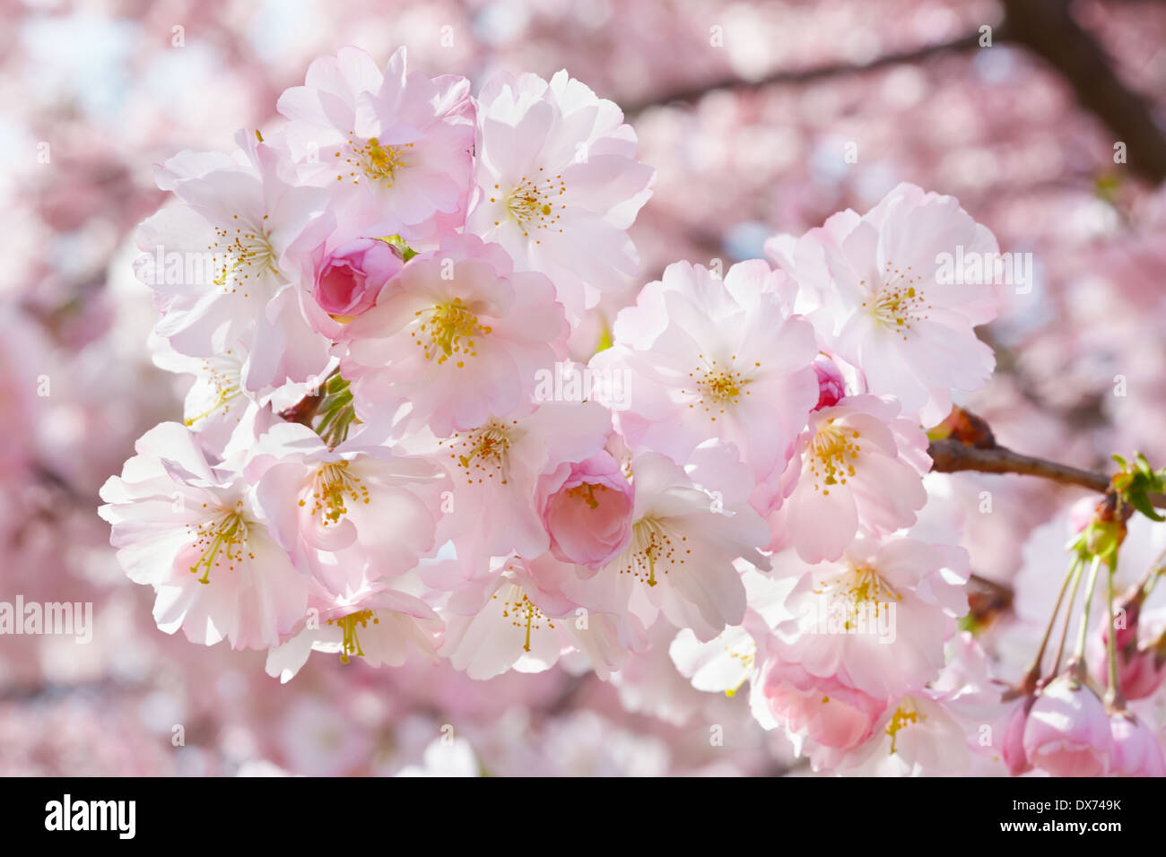 Spring twig with flowers on background with pink blossom Stock Photo ...